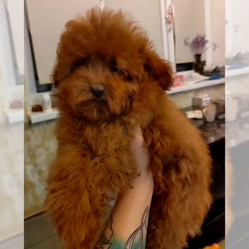 Той-пудель, щенок