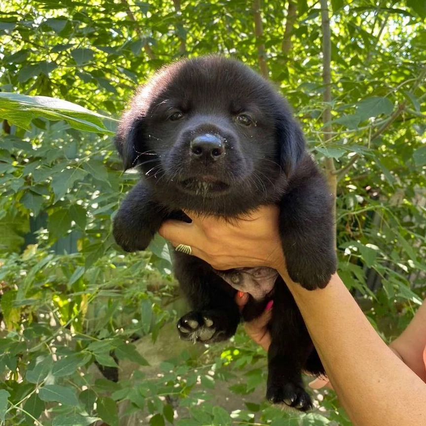 Щенки в добрые руки