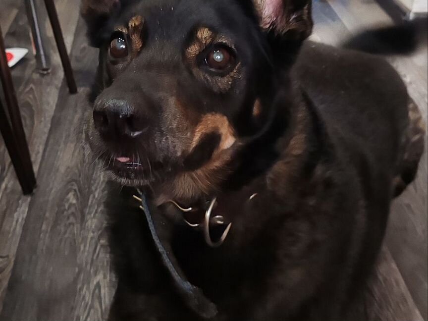 Умный пес в добрые руки