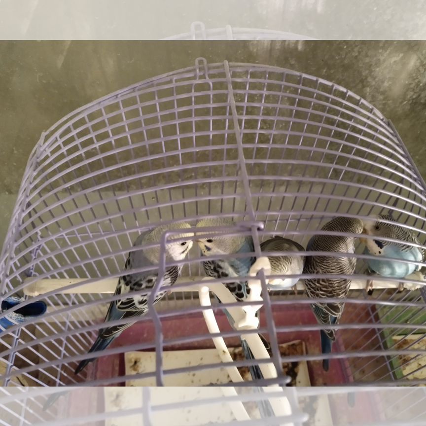 Волнистый попугай