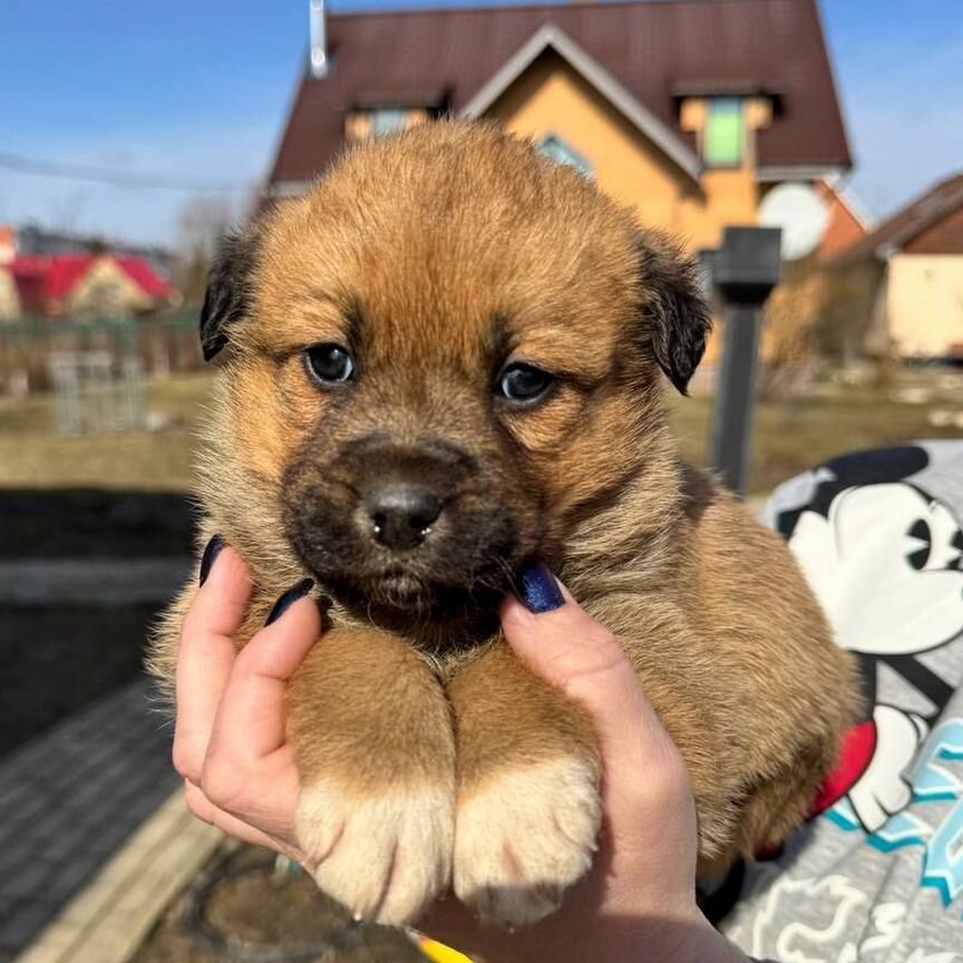 Милый щенок в дар, 1 месяц