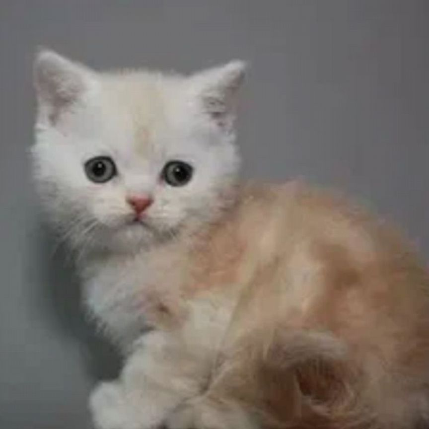 Котята мраморные кремовые