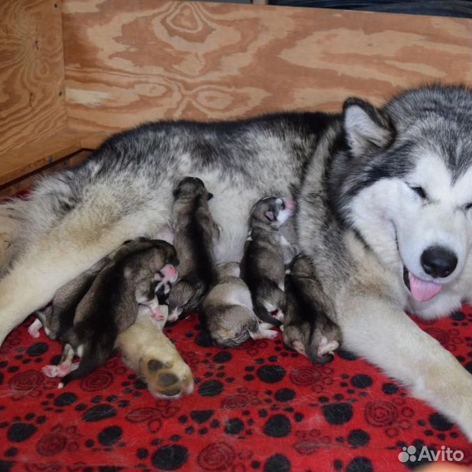 Пушистые щенки - мишки от красивых маламутов дымка