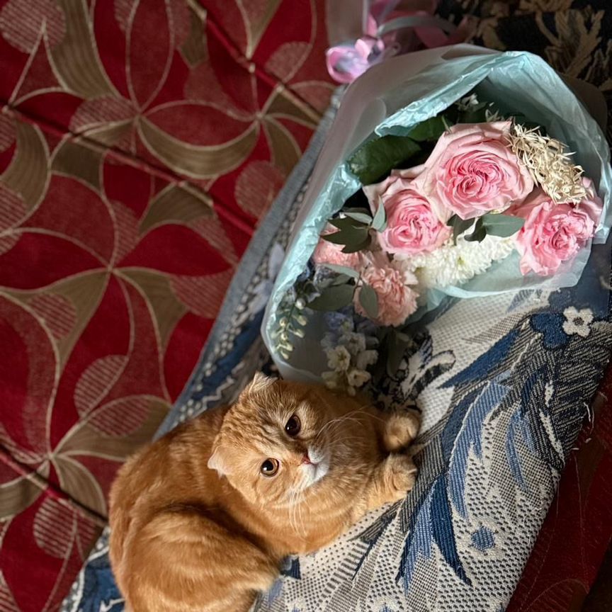 Котик в добрые руки