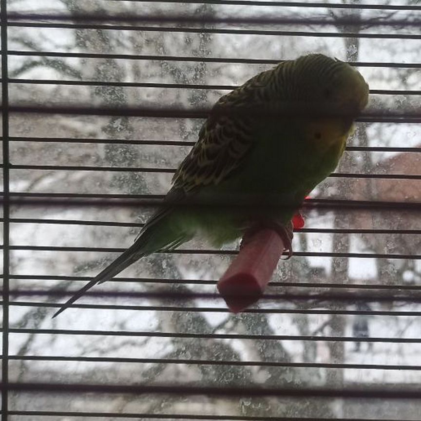 Волнистый попугай