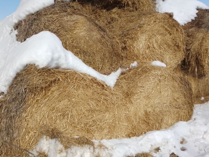 Солома ячменная пшеничная