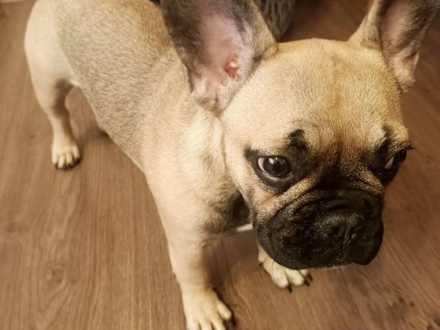 Продаётся прекрасная Французская Булочка 4 месяца