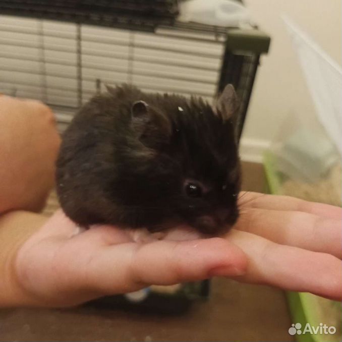 Сирийский хомяк мальчик сиджей 3 месяца