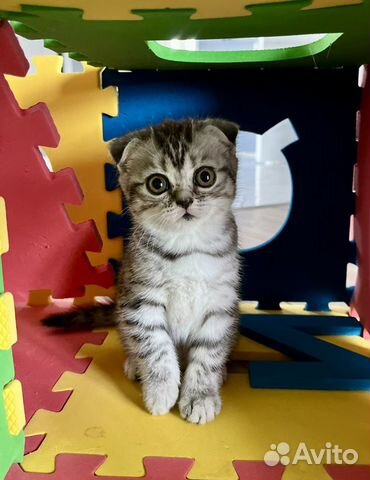 Шотландские вислоухие котята