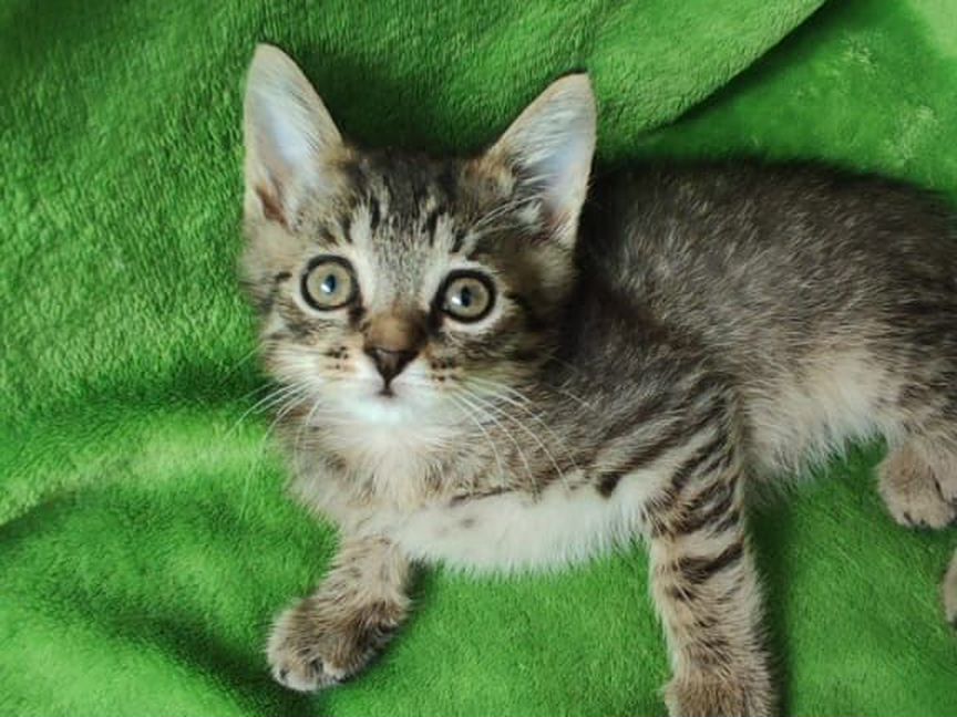 Котенок Чипсик в хорошую семью бесплатно