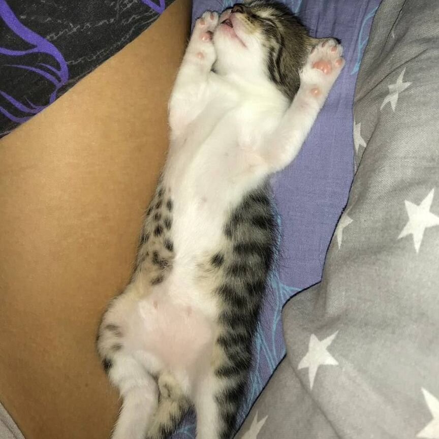 Отдадим котенка мальчик