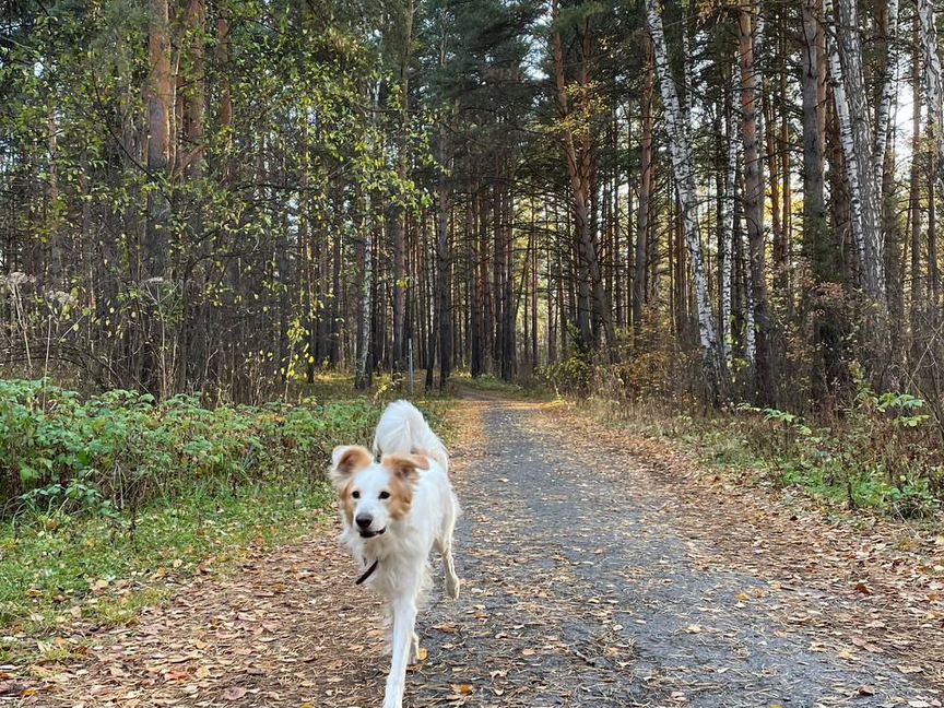 Собака в добрые руки