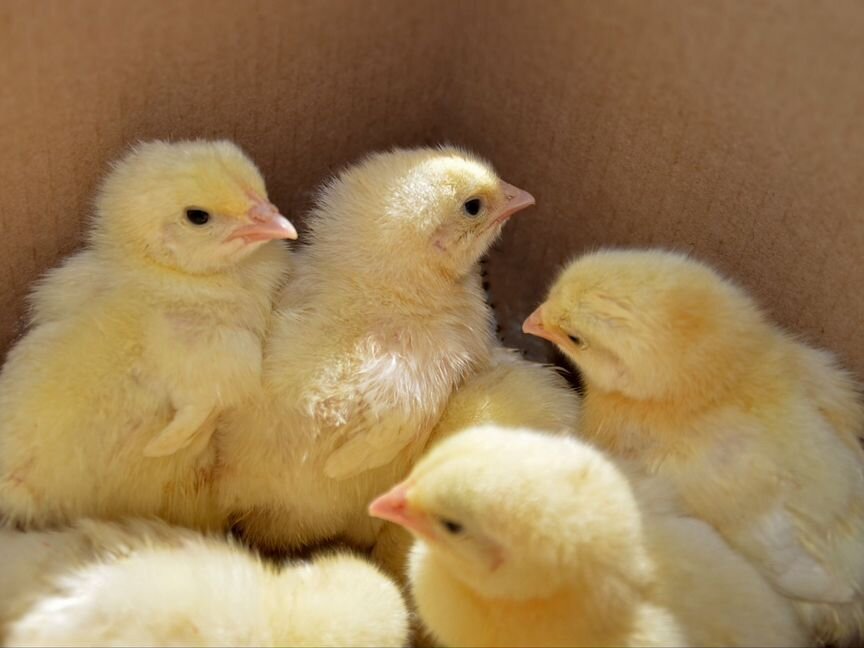 Цыплята