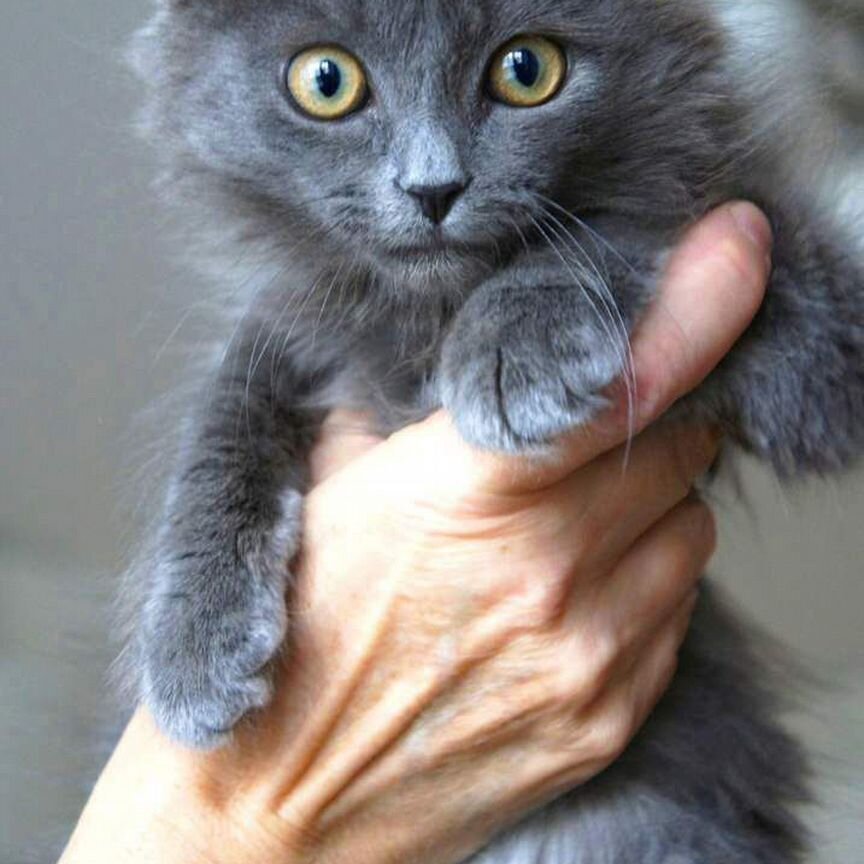 Отдам в добрые руки котёнка