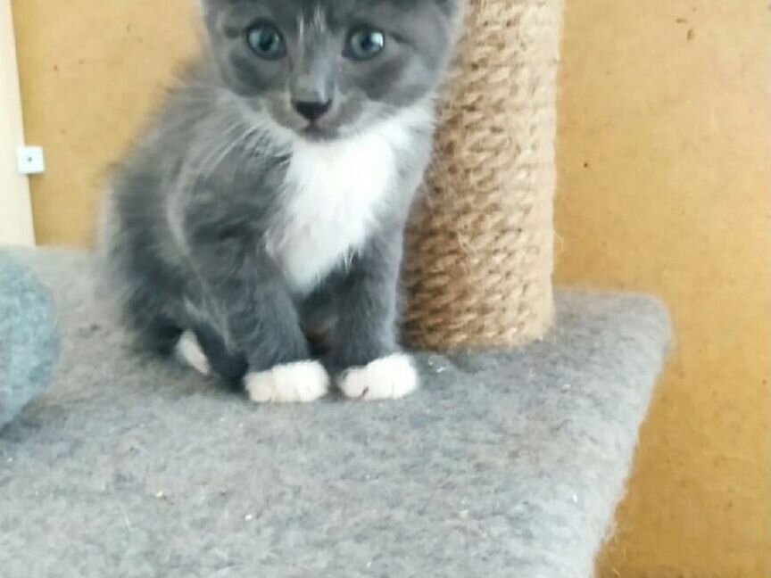 Котята отдам в добрые руки бесплатно