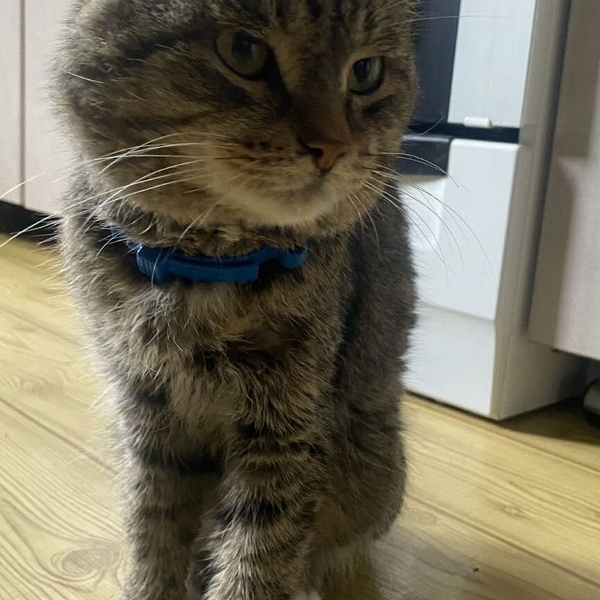 Котик в добрые руки