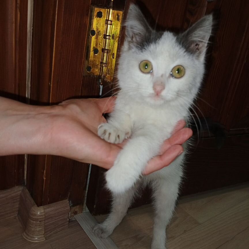 Отдадим котёнка бесплатно