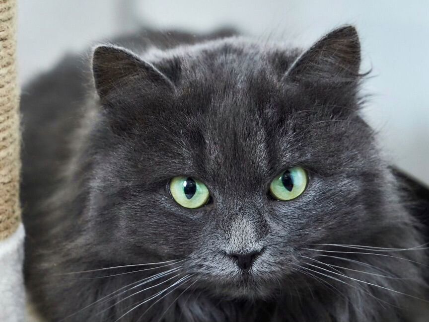 Шикарная ласковая кошка Нибелунг