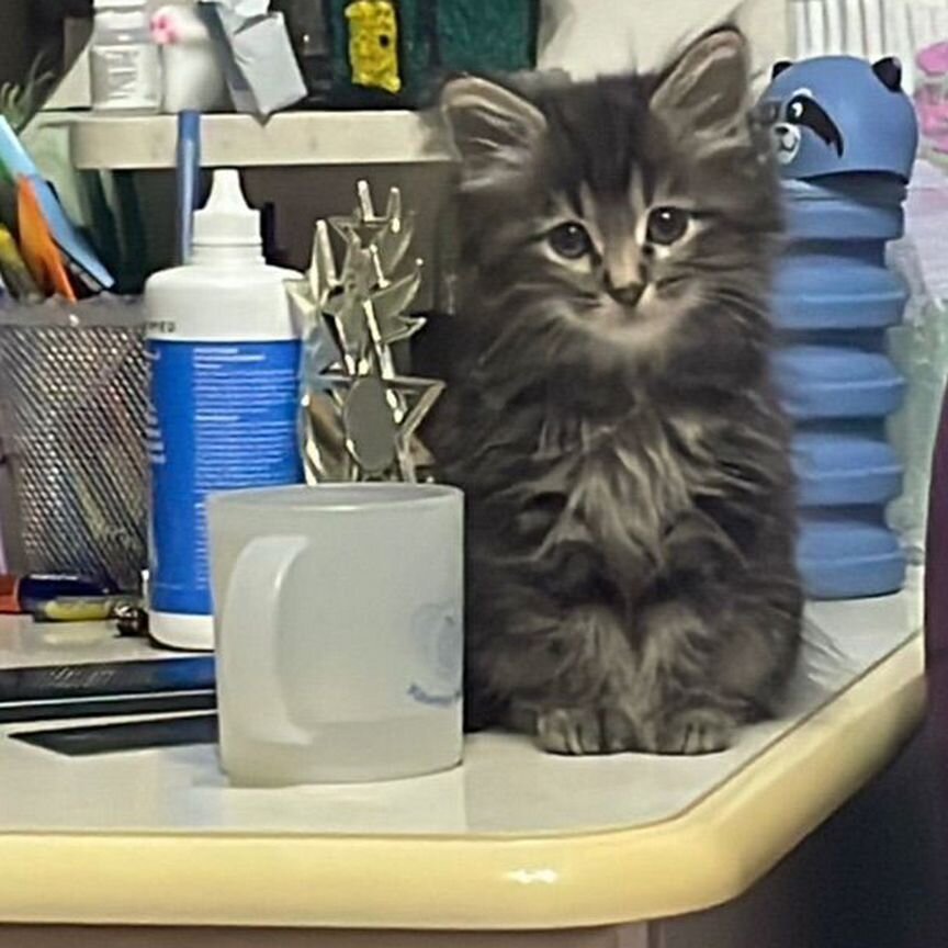 Курильский бобтейл длинношёрстный котёнок