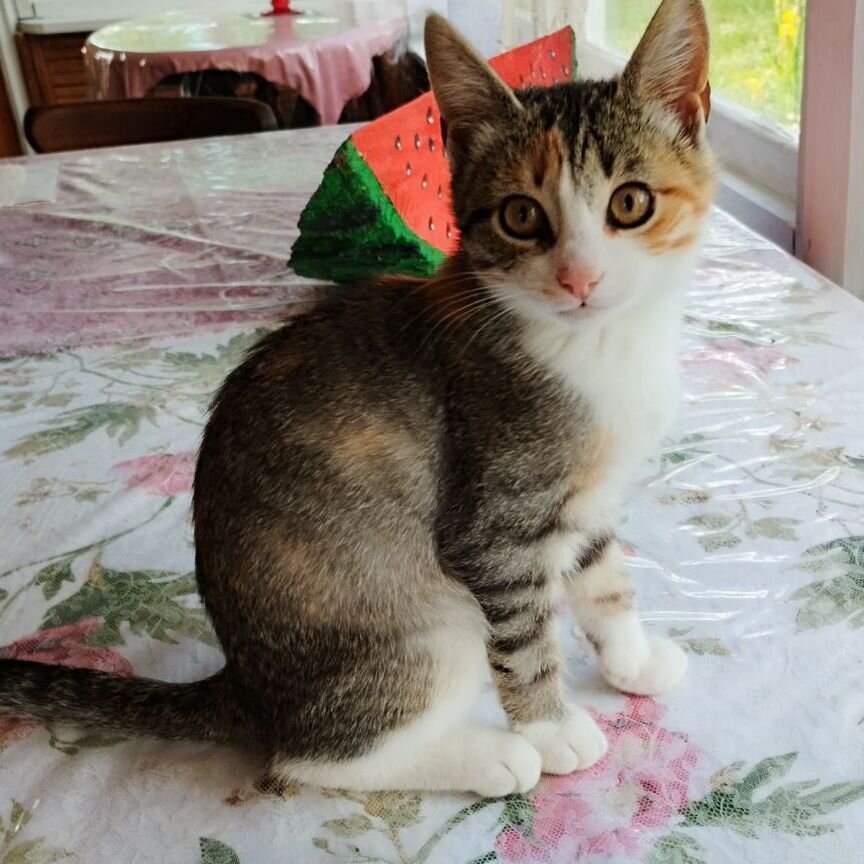 Котёнок в добрые руки