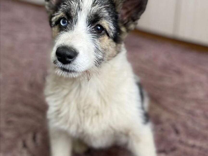 Щенок в добрые руки