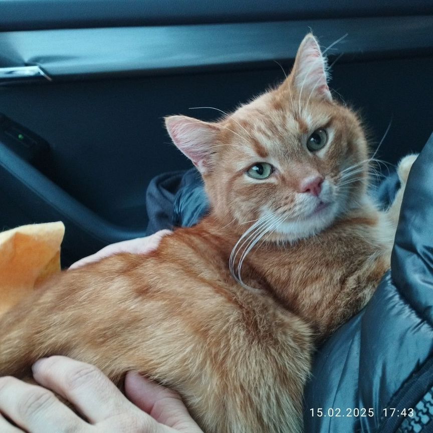 Кот в добрые руки