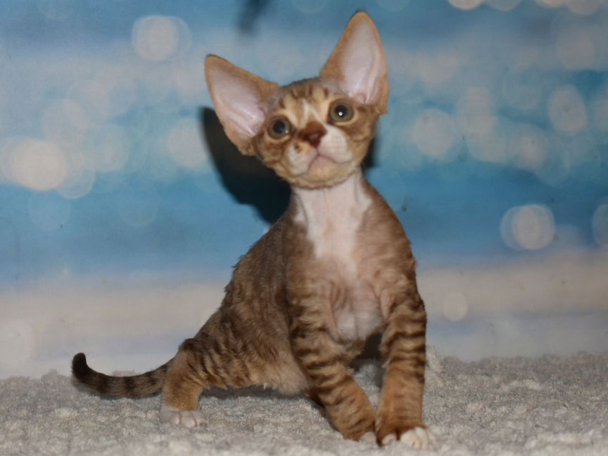 Шоколадный мальчик