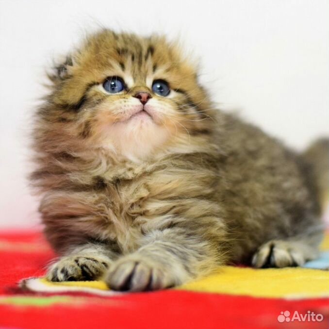 Золотые пушистые котята