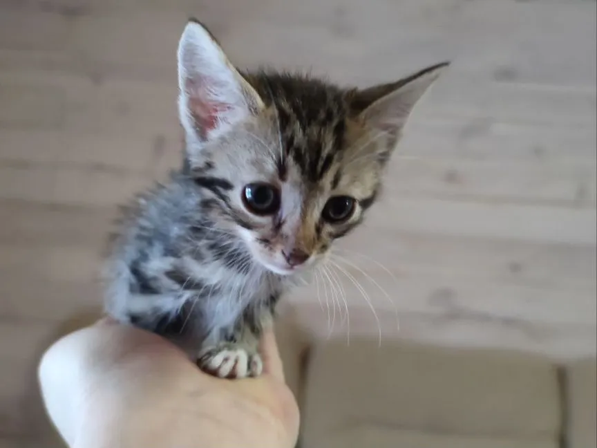 Котята
