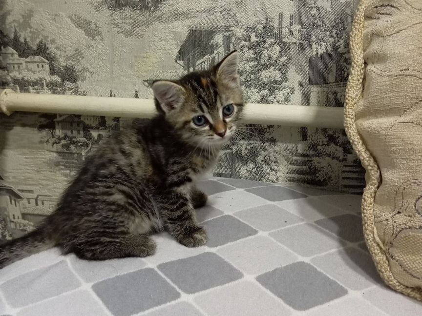 Кошки в добрые руки