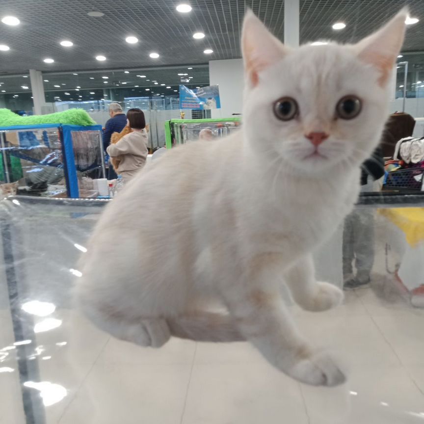 Котик