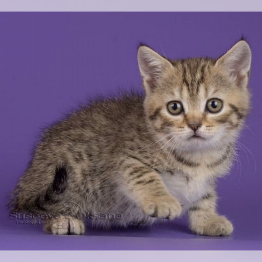 Британский короткошёрстный котёнок