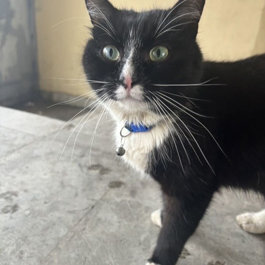 Кот в добрые руки