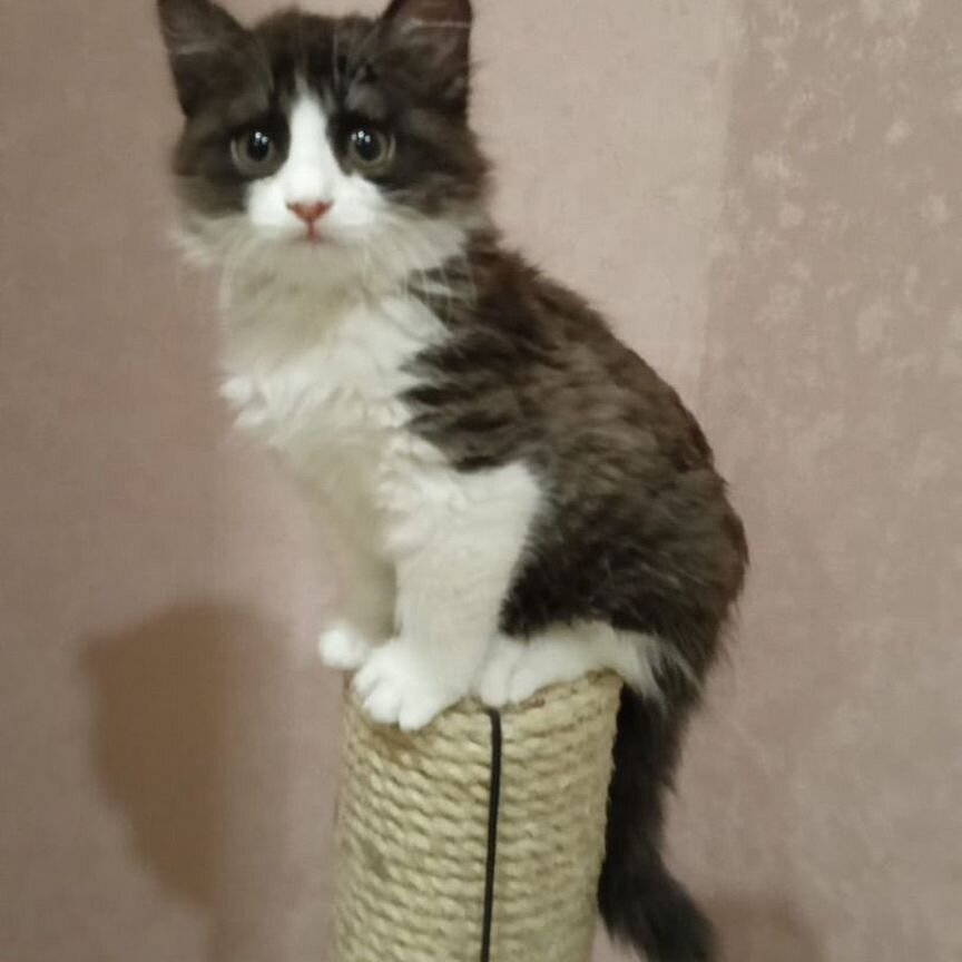 Котенок в добрые руки