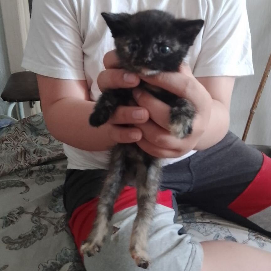 Котёнок в добрые руки