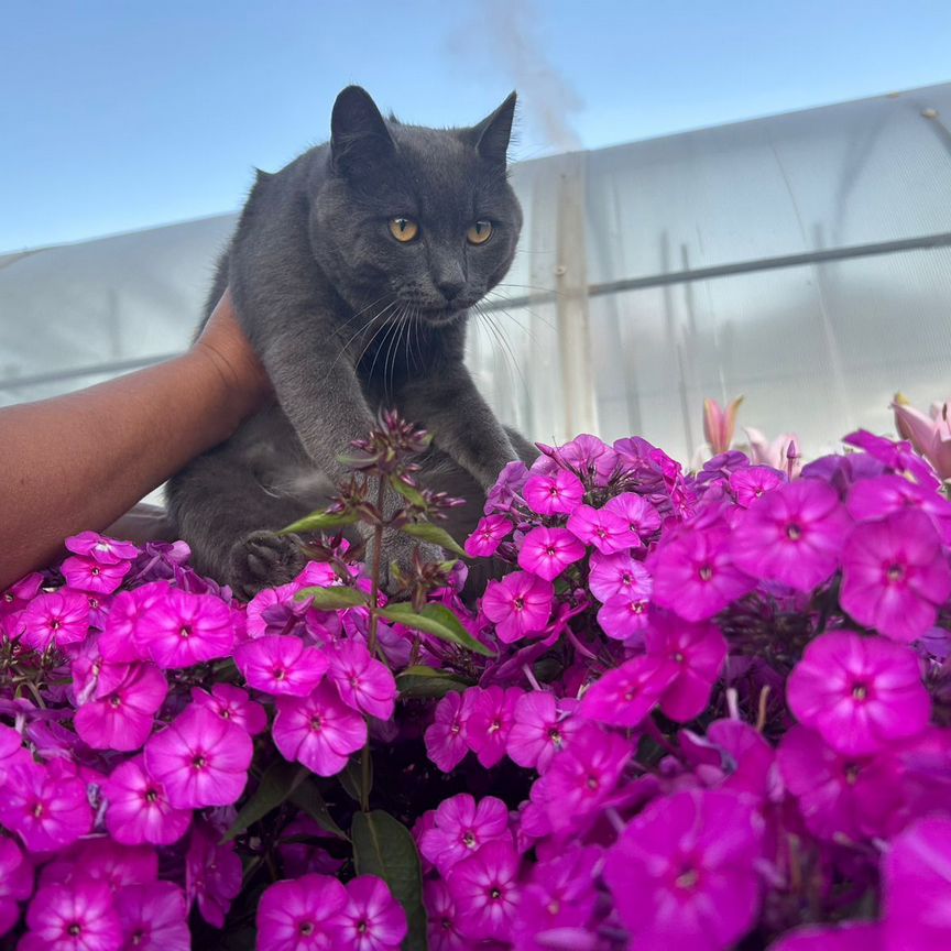Котик в добрые руки
