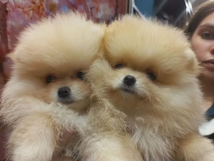Шпицем мишка