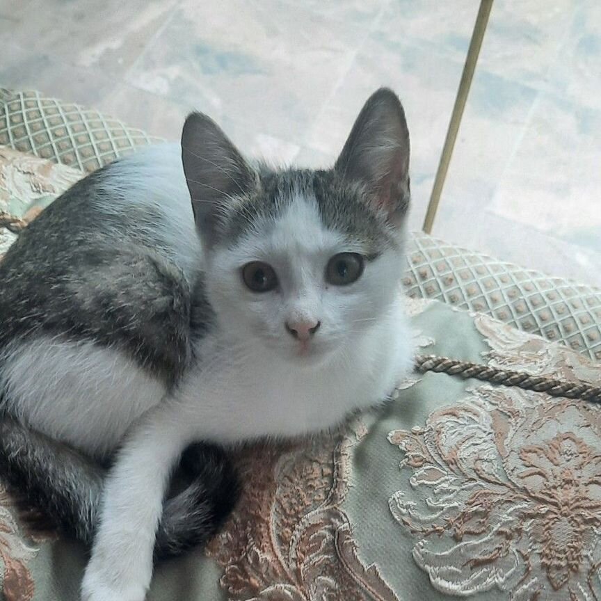 Отдадим кошечку