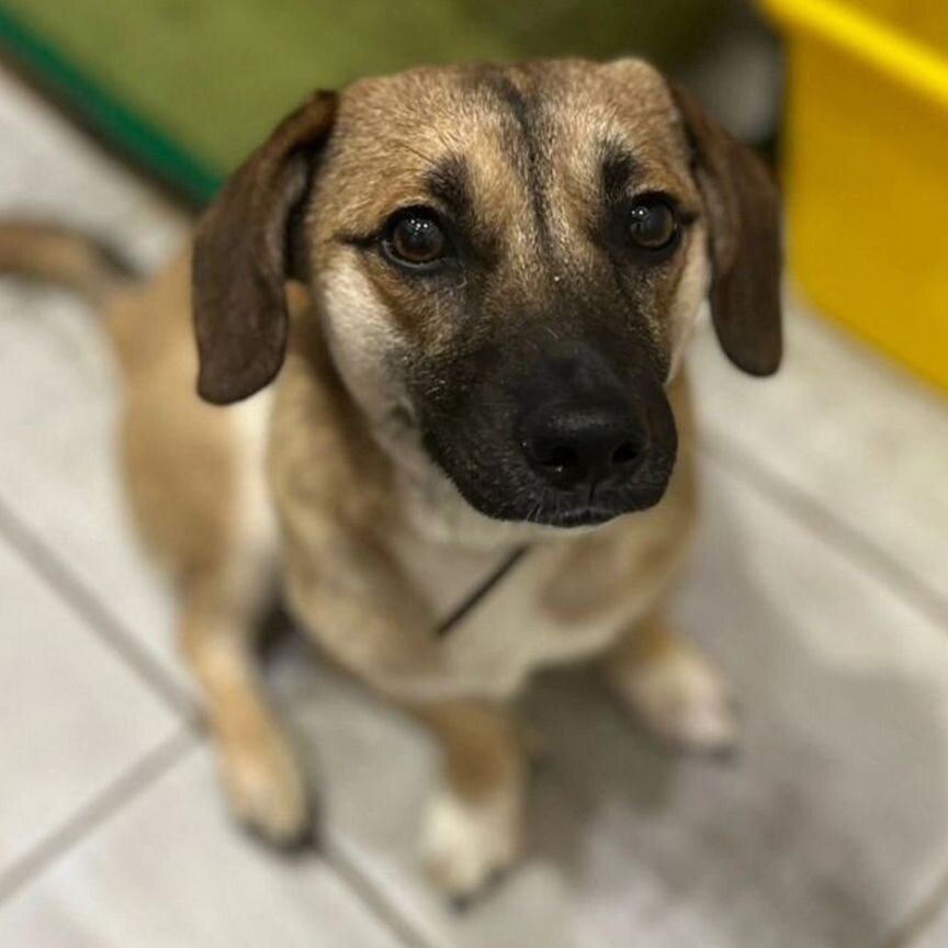 Сонечка мелкаш стерилизована