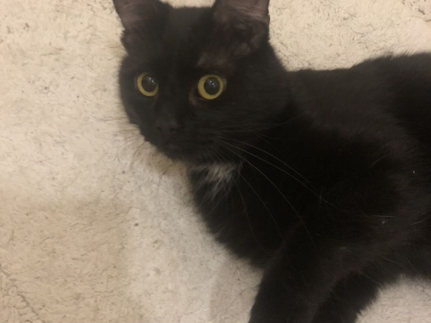 Кот в добрые руки