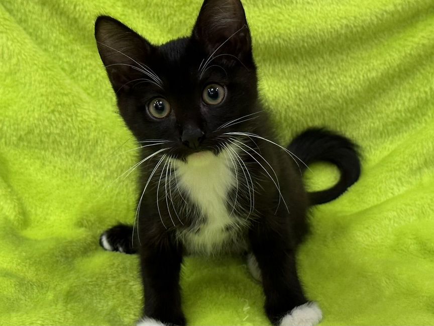 Котенок мальчик 3 месяца