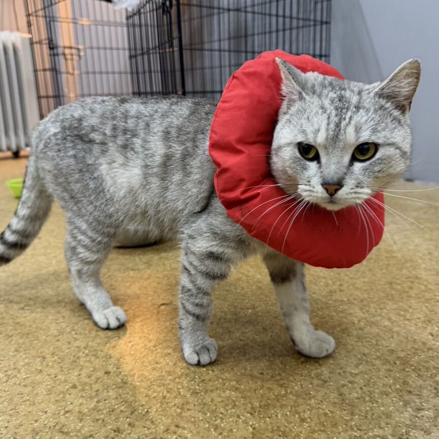 Британский короткошёрстный котёнок