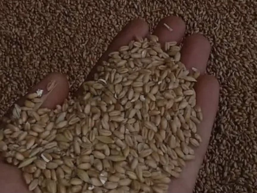 Озимая пшеница