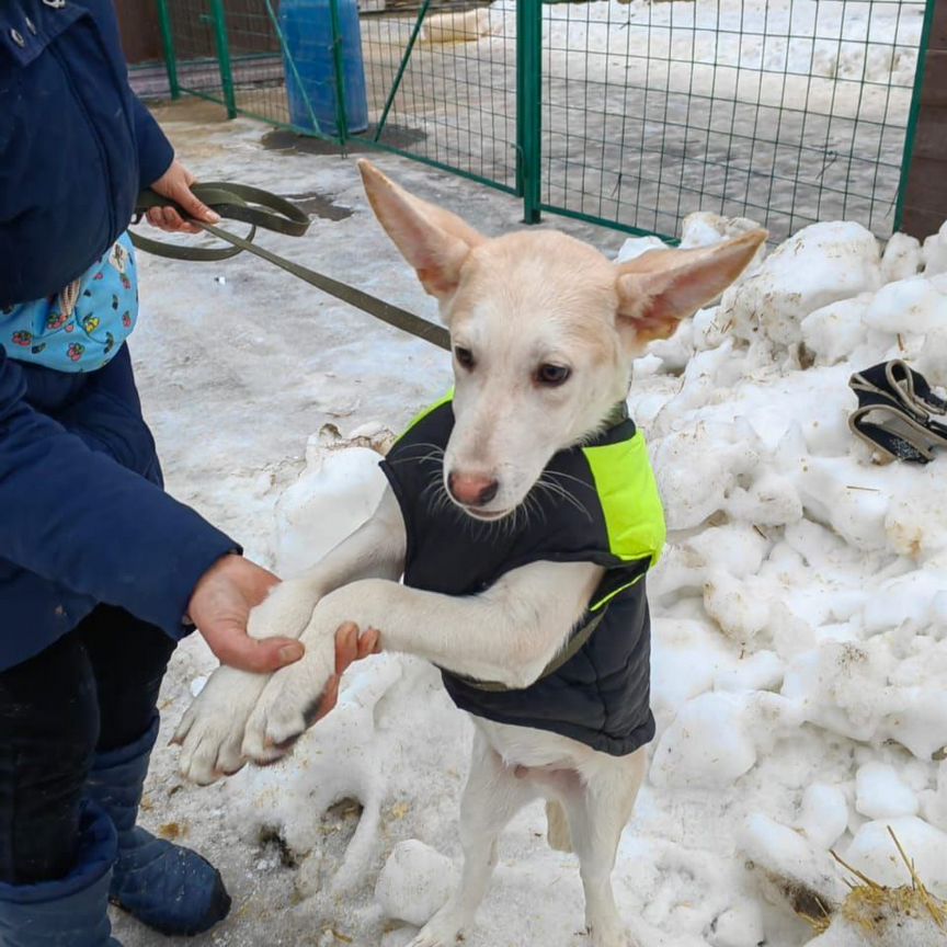 Собака Краш в добрые руки Кобель белый палевый