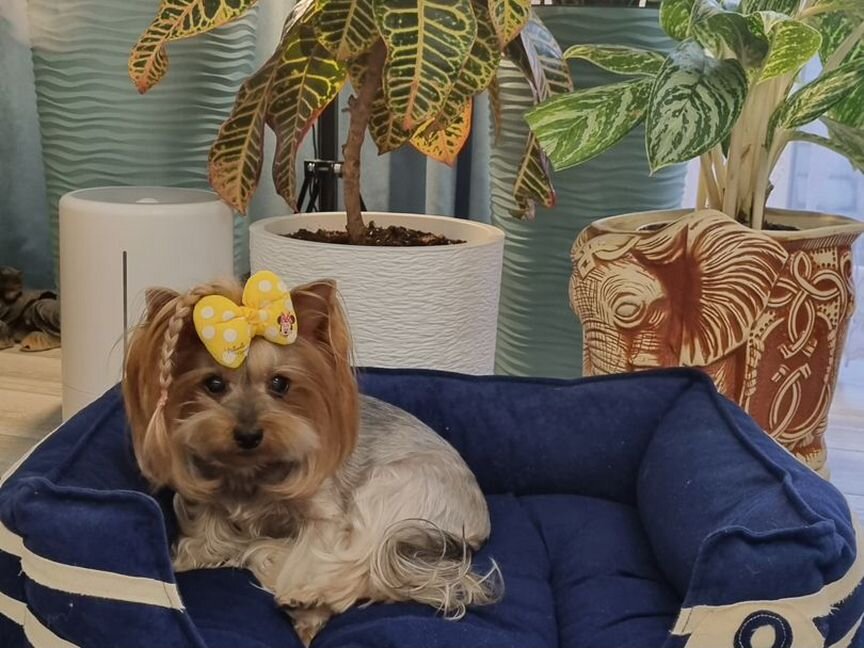 Лежак для собаки или кота