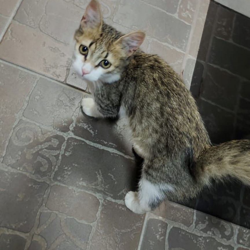 Щекастый котенок