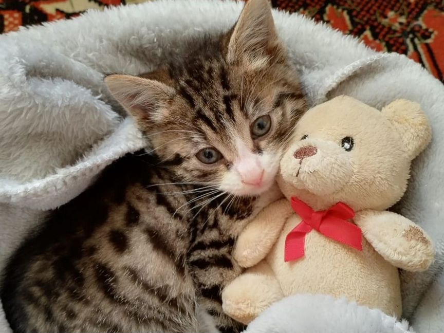 Котенок в добрые руки