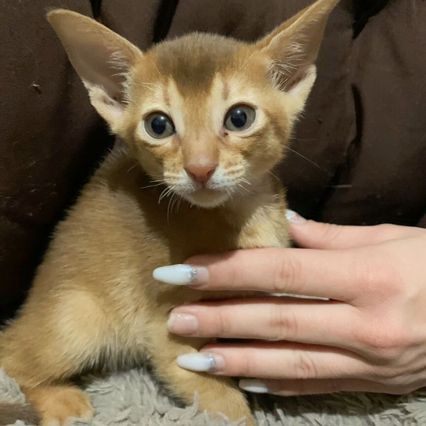 Аббисинские котята