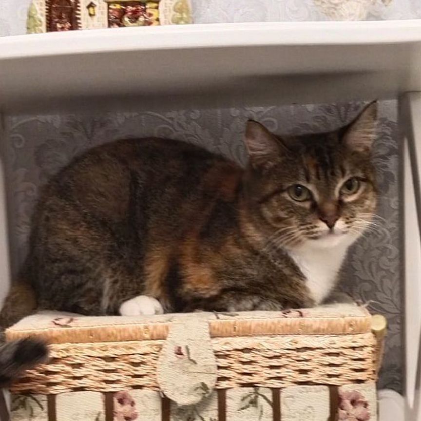 Ищем дом замечательной кошке
