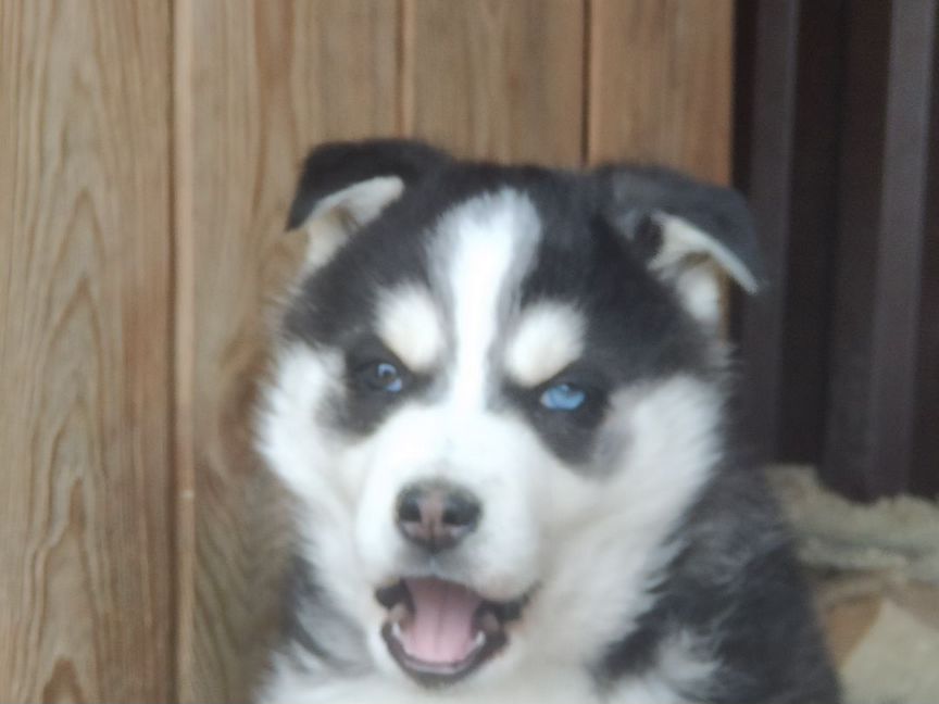 Щенок хаски